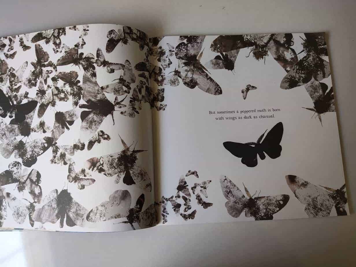 REVIEW: MOTH: An Evolution Story By Isabel Thomas - Nathan Reading Journey
